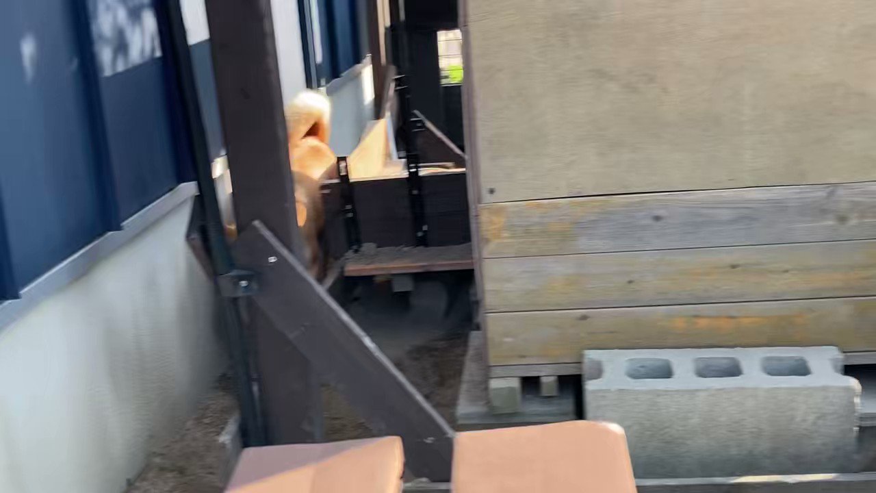 山陰柴犬^ᴥ^もなか (@sanin_48_monaka) / Twitter