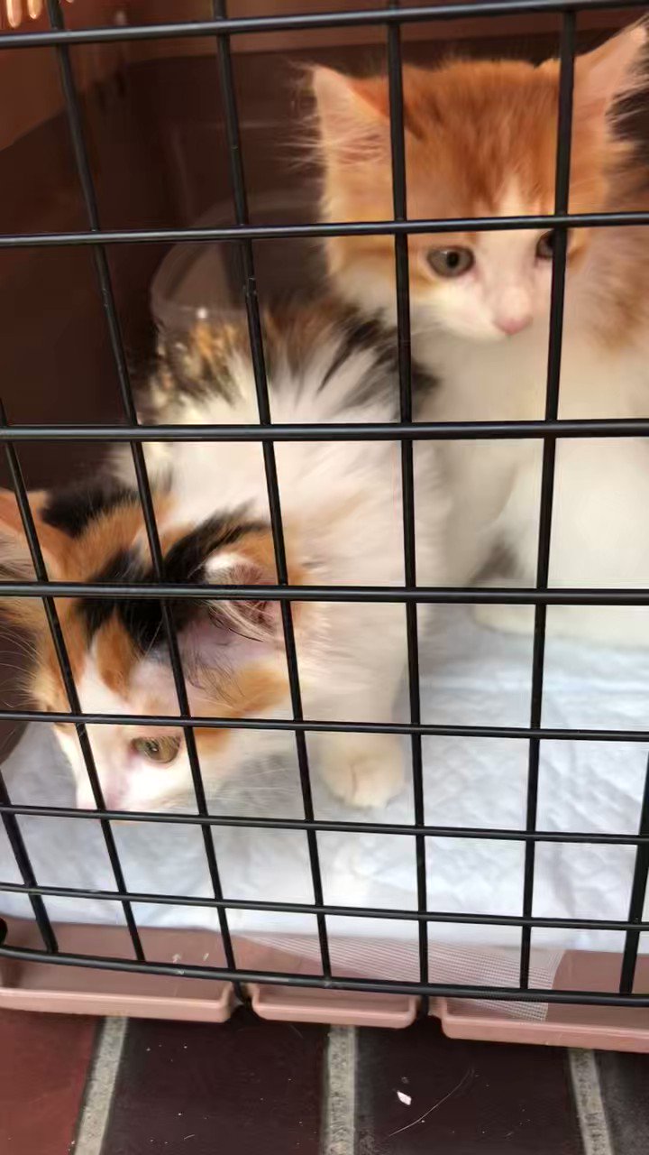 NPO法人くすのき（猫ハウスTemple Cat） on Twitter: "里親さんの元へトライアルに出発 2人一緒のお家に行けて良かったね〜 ＃ずっとのおうち でどうか🙏 ずっと幸せにね ...