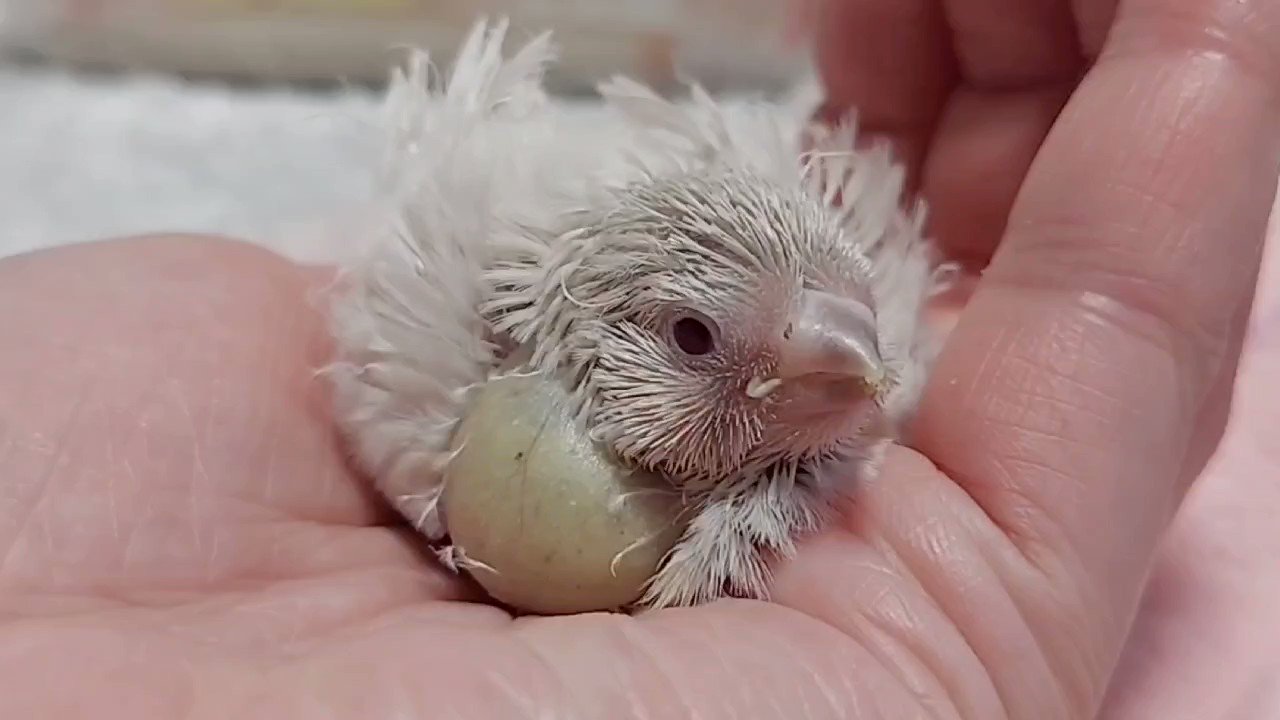 ごま と あんこ 🌟🌟🌟🐣🥚 On Twitter 16日目のおちび丸໒꒱ さし餌は1日3〜4回 あわ玉等は入れずにフォーミュラで 種類は