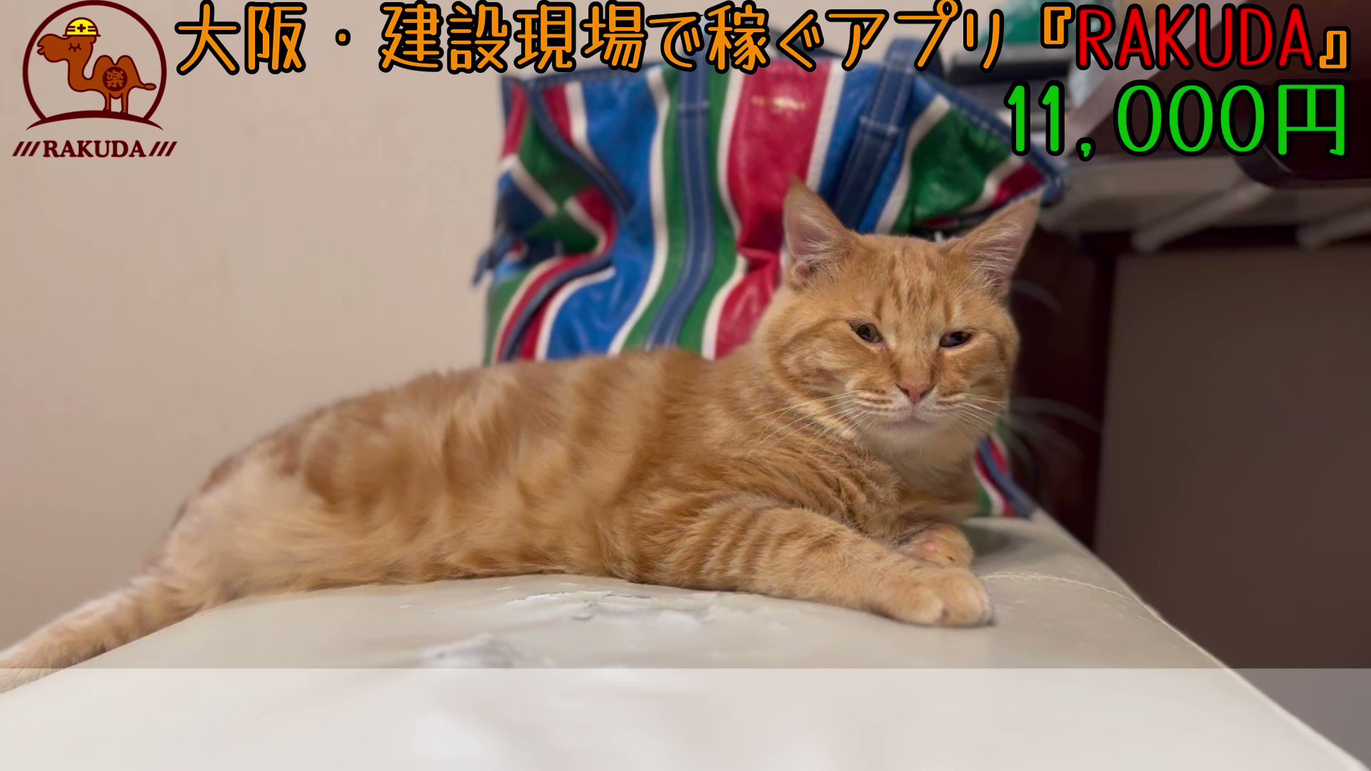 RAKUDAアプリ【公式】大阪の建設現場で稼ぐアプリ・働き方は自分で決める！ on Twitter: "Youtubeアップしました🐪 ネコのフウ太、先輩ネコの登場 先輩ネコが子どもをあやし ...