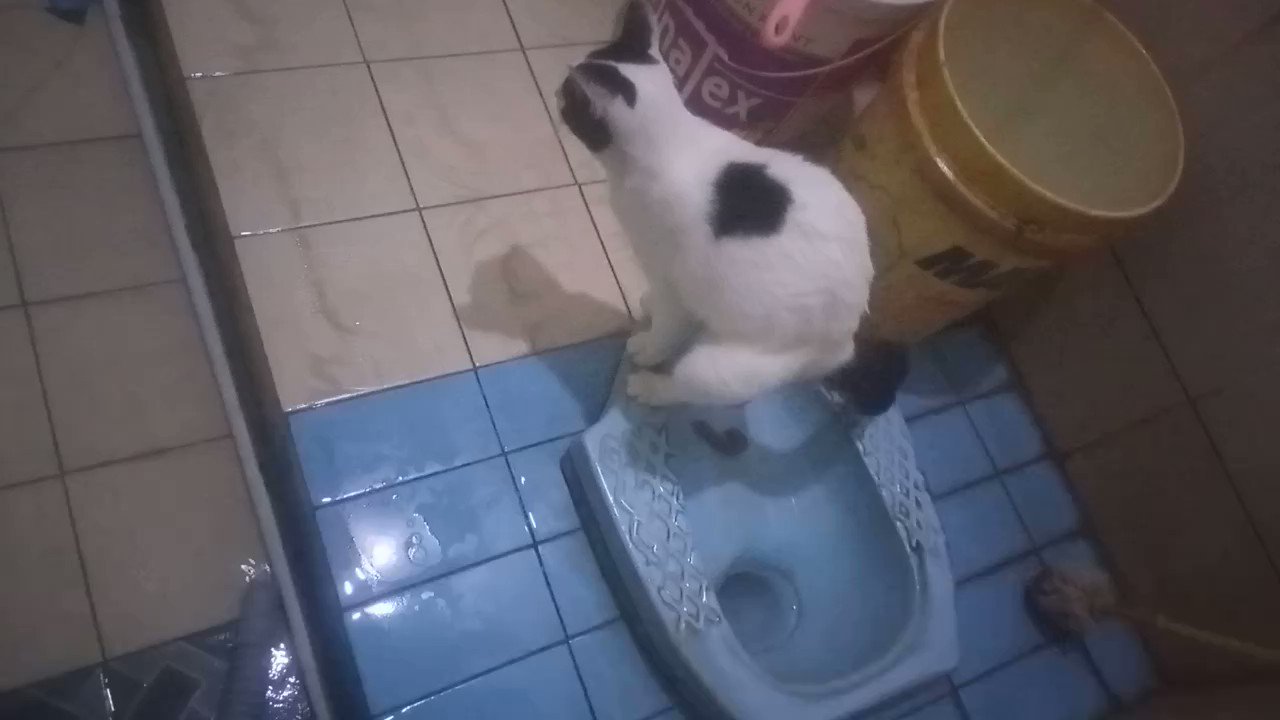 kahka kaka caca on Twitter: "@brontolan Kenapa gak di tooilet sih cing.... https://t.co ...