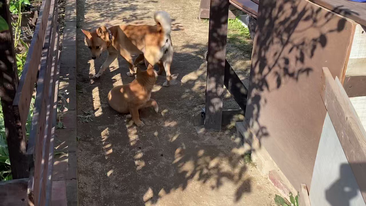 山陰柴犬^ᴥ^もなか (@sanin_48_monaka) / Twitter