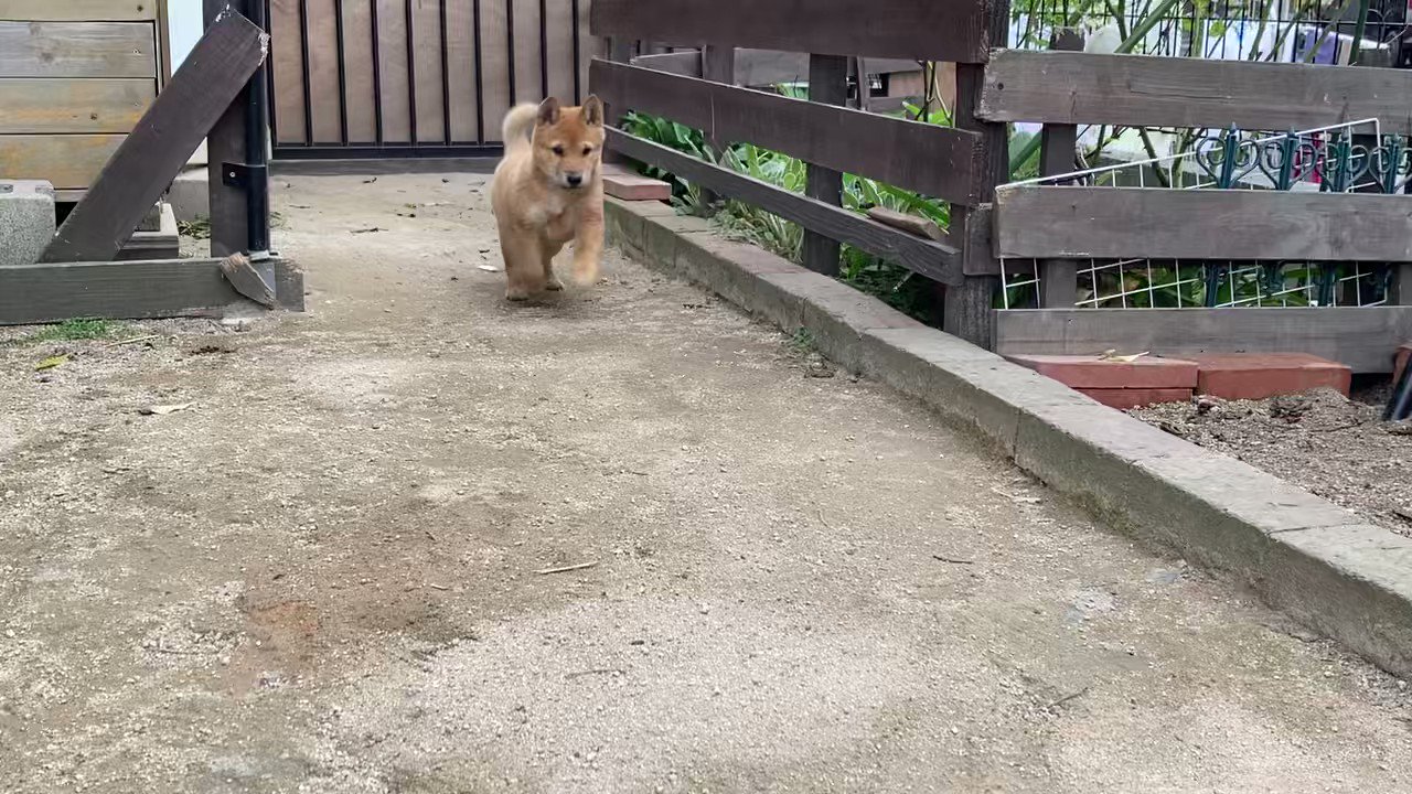 山陰柴犬^ᴥ^もなか (@sanin_48_monaka) / Twitter