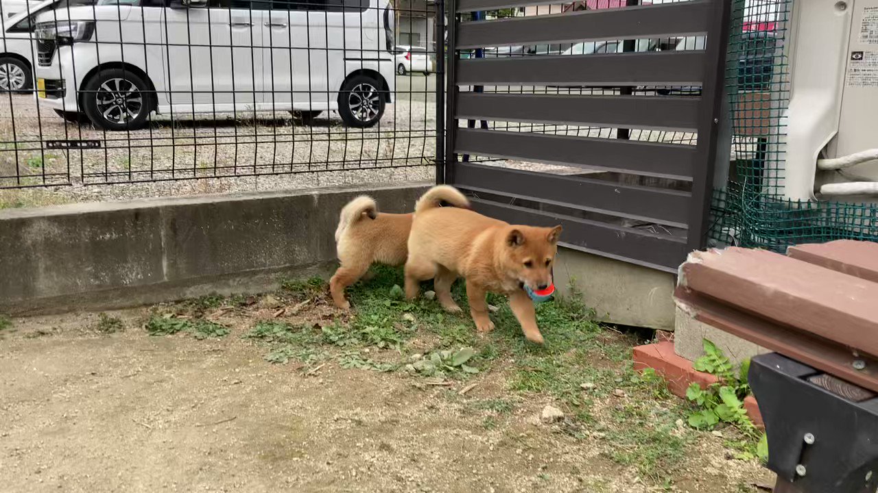 山陰柴犬^ᴥ^もなか (@sanin_48_monaka) / Twitter