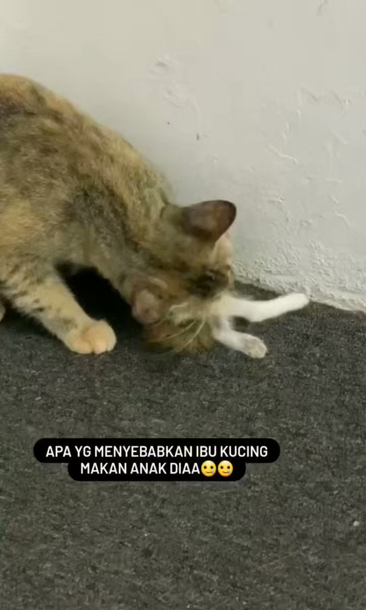 ΛL on Twitter: "@kochengfs Corak Calico /Kembang telon jantan itu dianggap Kucing cacat dan ...