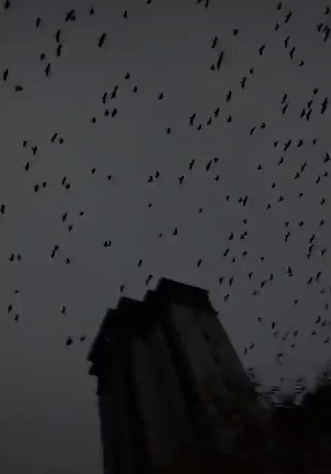 Српски Инфо Штаб On Twitter ДА ЛИ НАС ЖИВОТИЊЕ УПОЗОРАВАЈУ НА НЕШТО ШТО НЕ ЧУЈЕМО И НЕ ВИДИМО