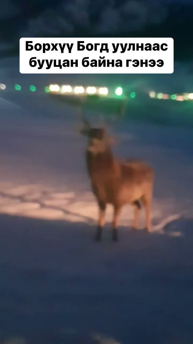 The ЮҮХҮҮ On Twitter Борхүү гуай 🦌 уулнаас бууж хүмүүстэй мэнд