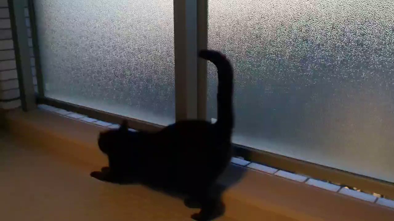 美黒(ミク)ねこ部@MZDAO (@AraAPYorjnVpb6t) / Twitter