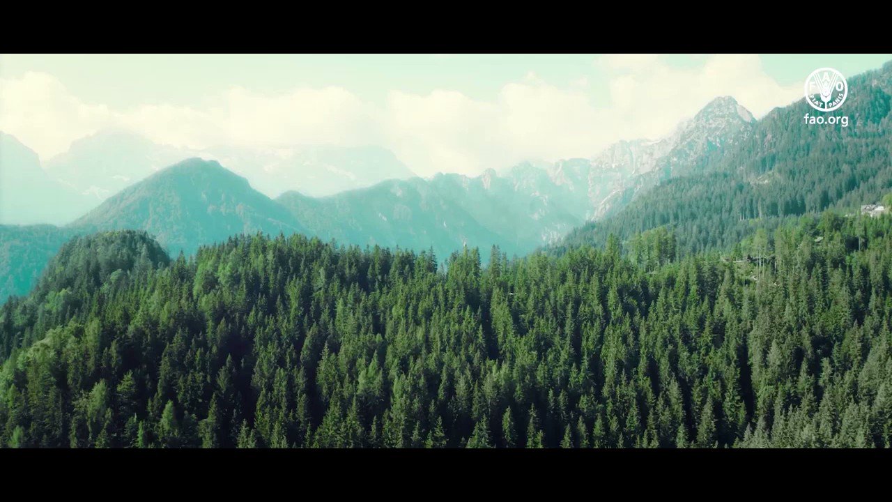 ForestPaths Project (@forestpaths_eu) / Twitter