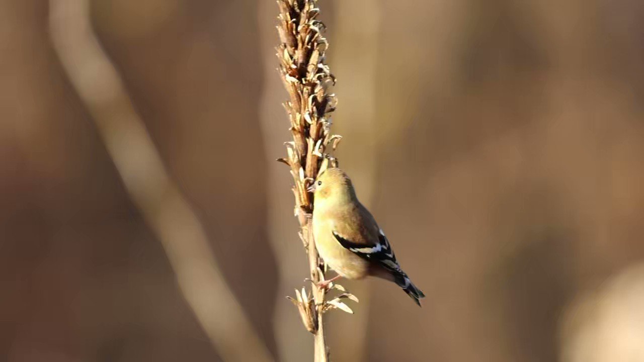 Bronx Bird Alert Birdbronx Twitter