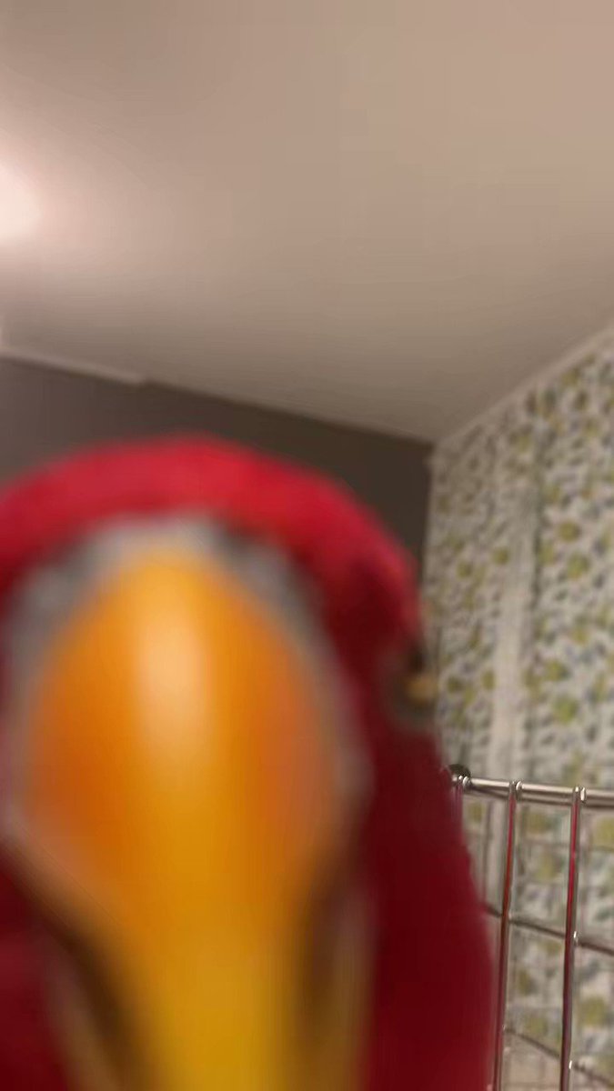 Mad-Project Arts 🔞 -commissions open- on Twitter: "RT @hideaki_utsumi: Red birb🍅🎶♫♪ https ...