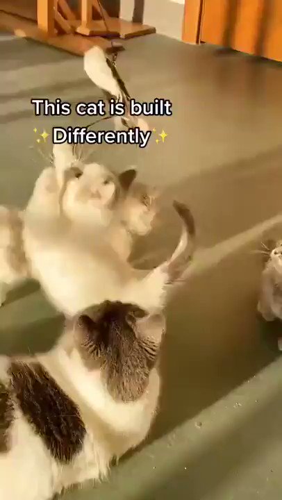 smol silly cat on Twitter: "i want that one"