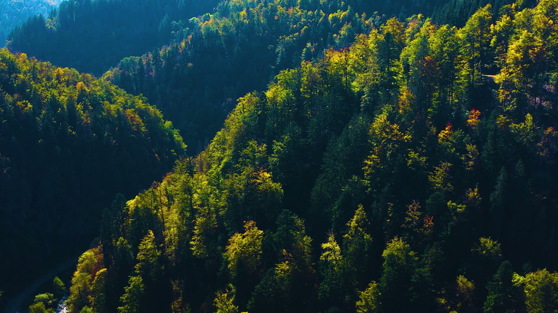 ForestPaths Project (@forestpaths_eu) / Twitter