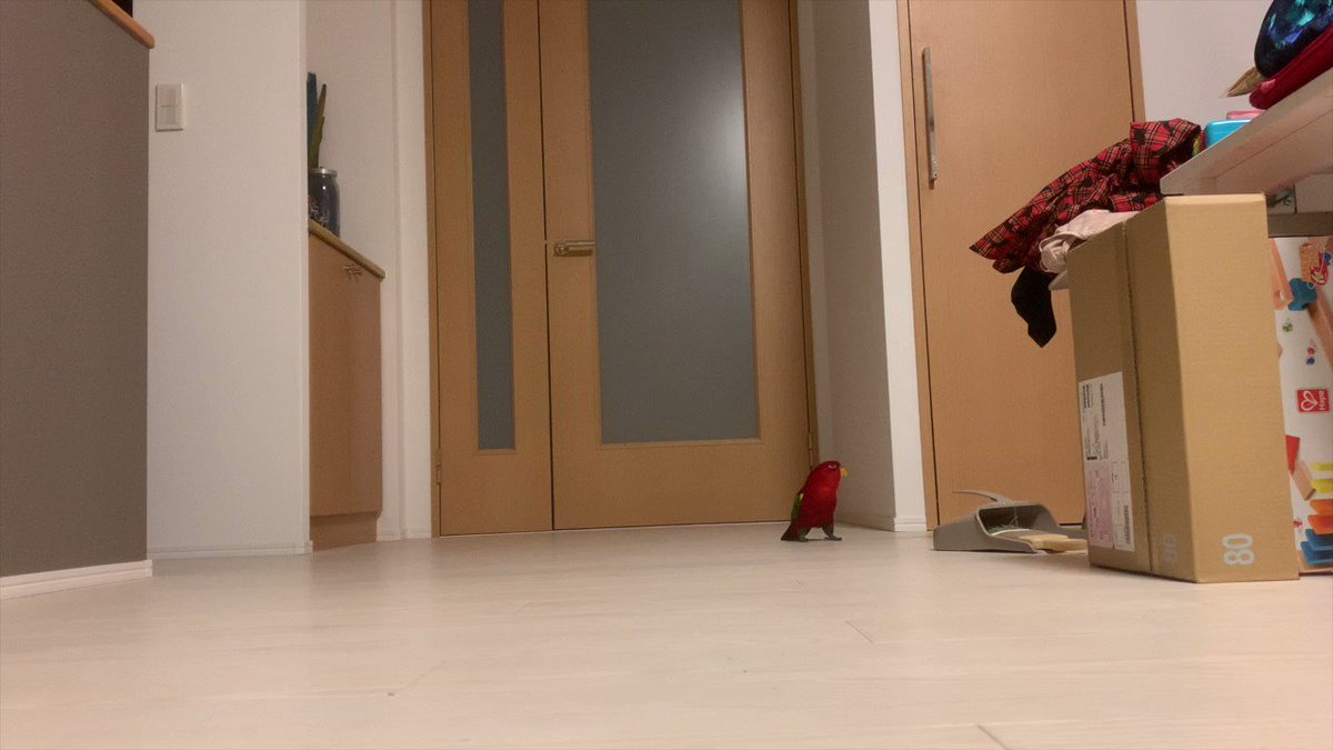 Hideaki Utsumi on Twitter: "飼い主:グミちゃん！ グミ:グミチャン 飼い主:おいでー！ グミ:来いよ！ Red birb🍅Walking Flying ...