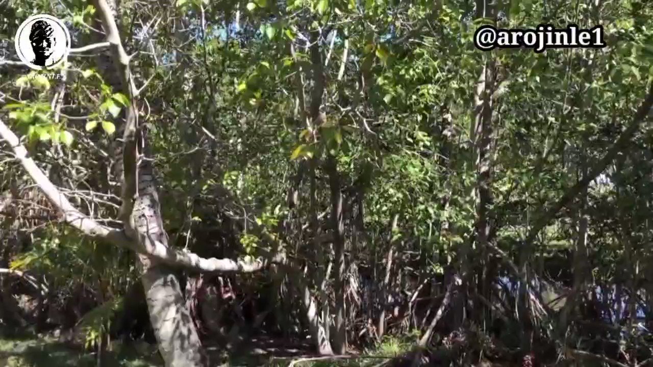 Arojinle on Twitter: "Manchineel, Guinness World Record's Most ...