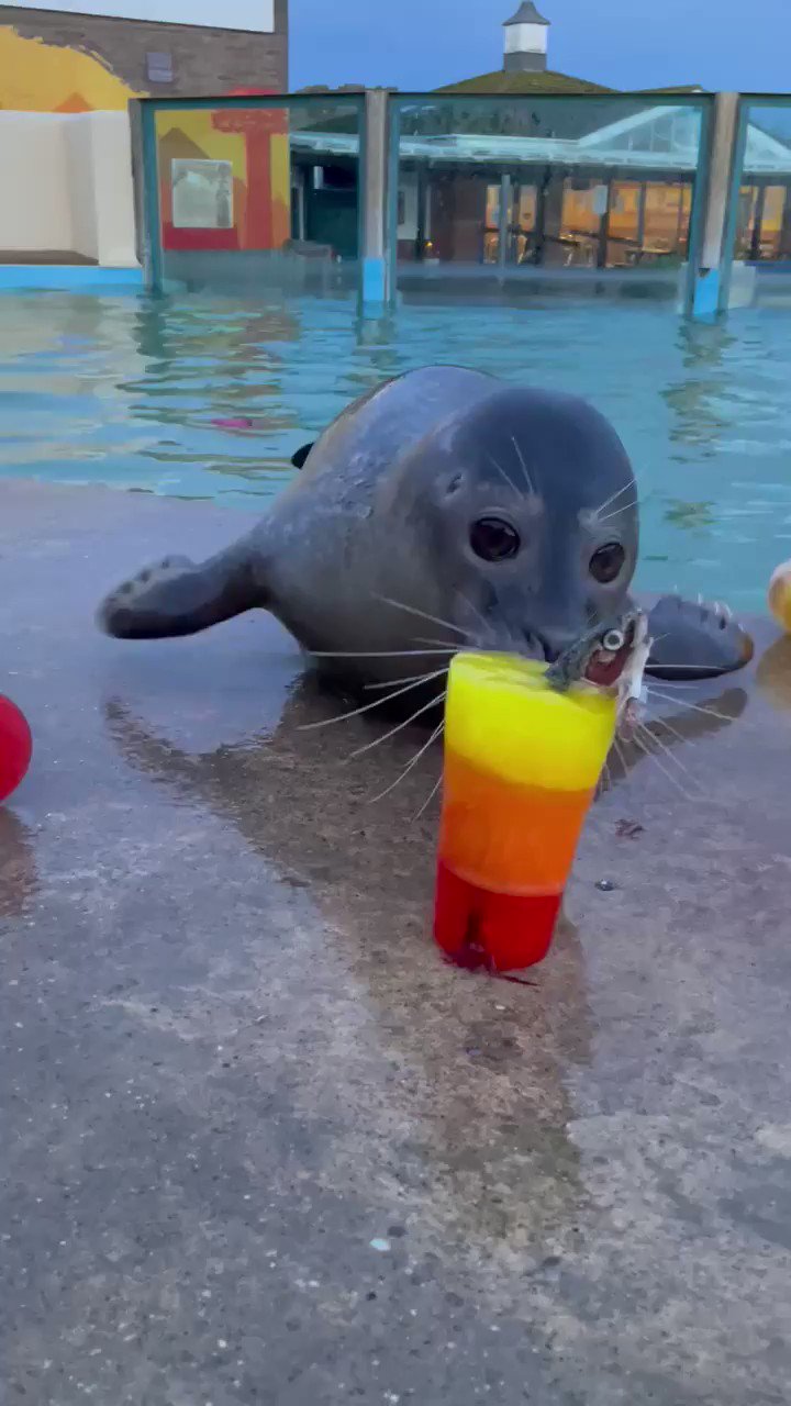 Skegness Natureland on Twitter: "Scarlet enjoying her seal on the beach with a bonus wave from ...