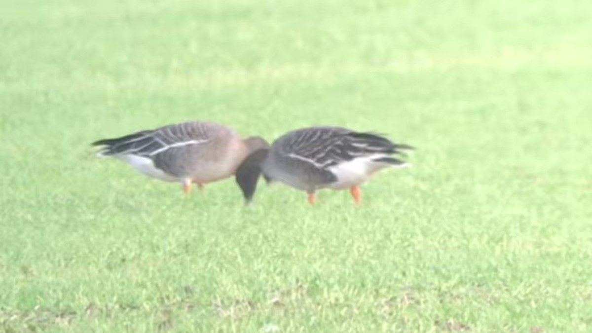 James Brown On Twitter Feeling Terrible With Sickness Bug But Spied 5 Grey Geese In Corton james-brown-on-twitter-feeling-terrible-with-sickness-bug-but-spied-5-grey-geese-in-corton