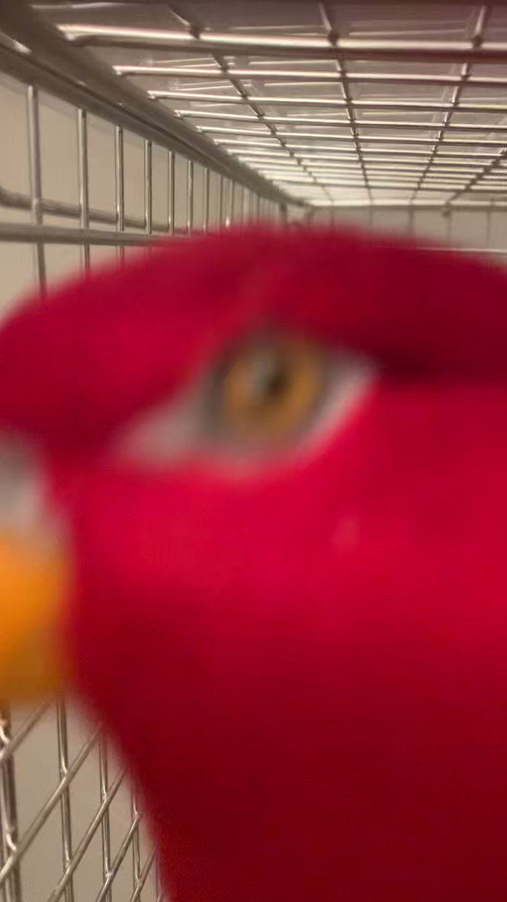 Hideaki Utsumi on Twitter: "Red birb🍅Today’s wuewuewuewue https://t.co/ZUO6su6ENj @YouTube https ...