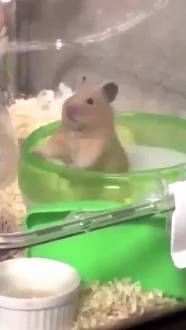 The Memes Archive On Twitter Hamster Spinning Slowly In A Broken