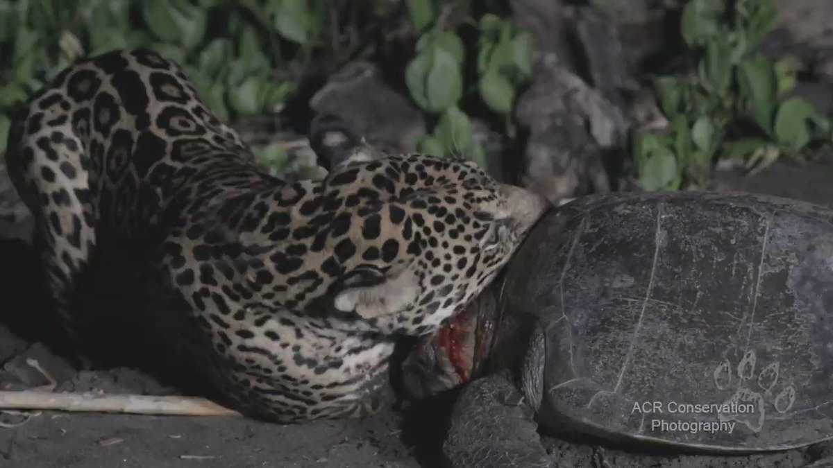 Biodiversidade Brasileira on Twitter: Biodiversidade Brasileira on Twitter: