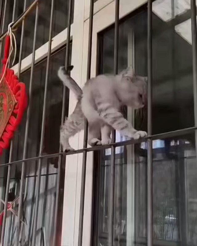 smol silly cat on Twitter: "https://t.co/vjw7qlUut5" / Twitter