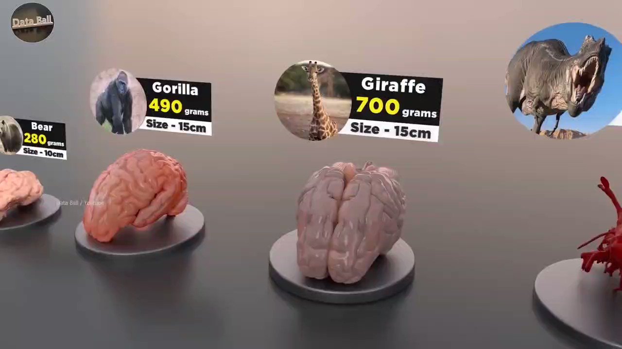 Hominid Brain Size