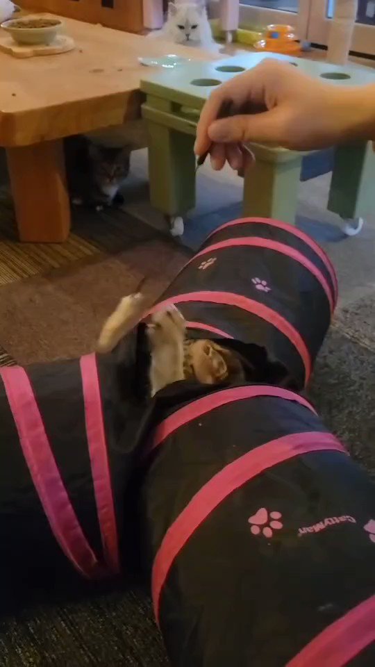 ねこまんま♀(Neko-Mamma︎︎ ♀) (@nekomamma_tako) / Twitter