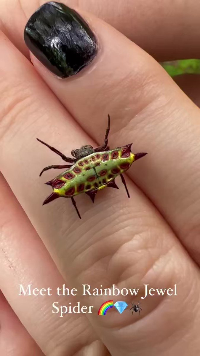 EntomoDaily on Twitter: EntomoDaily on Twitter: