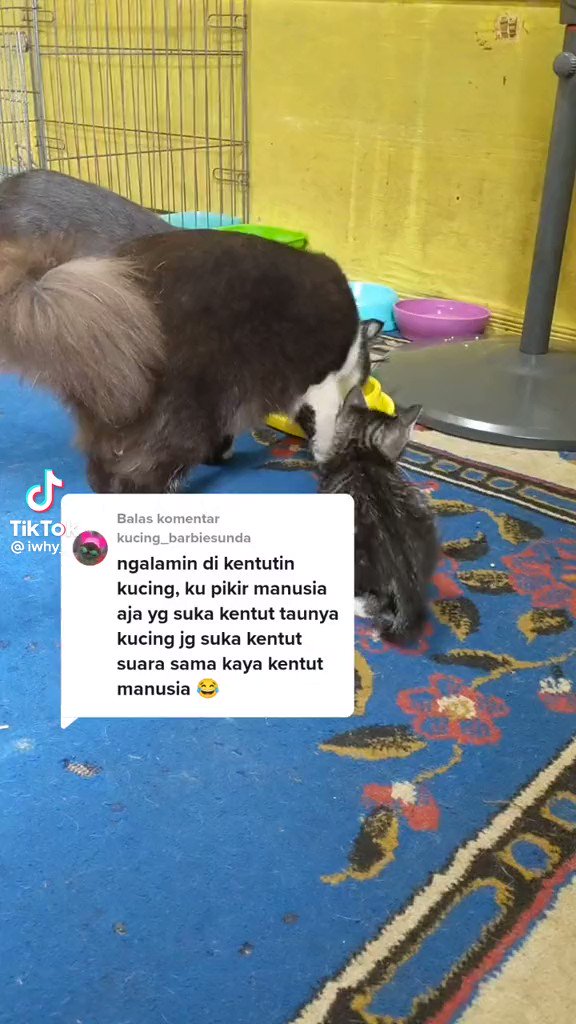 hera 🏜 DBTW👹🪟 on Twitter: hera 🏜 DBTW👹🪟 on Twitter: