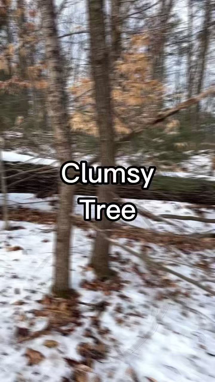 Undertime Slopper on Twitter: "Clumsy Tree #albertsforest https://t.co/7oa6ZB6wDr" / Twitter