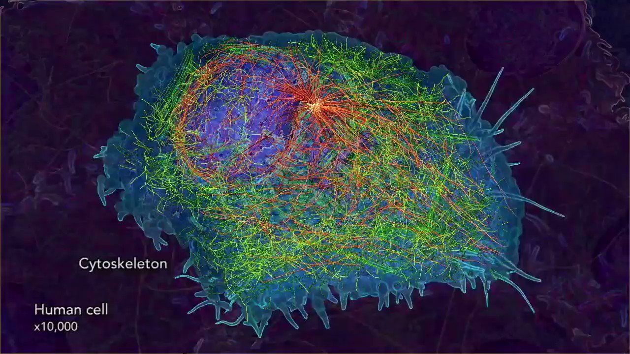 Cytoskeleton In Cell