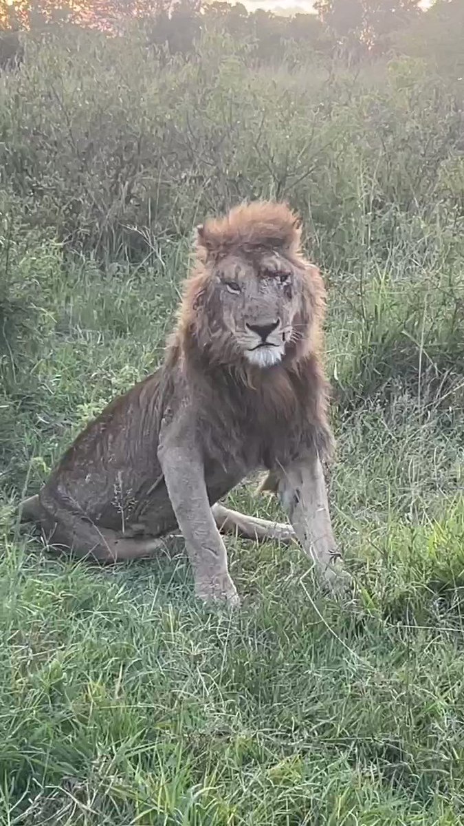 Heidi on Twitter: "RT @LIONLOVERS5: Our gorgeous Spearboy ️ Looks like he's been in a fight with ...