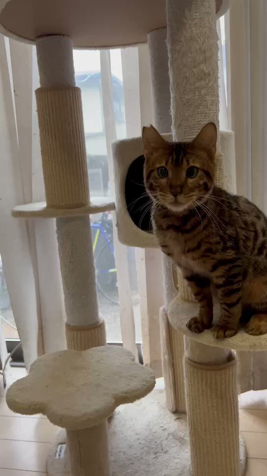 hinatabocco.k on Twitter: "ホタテ〜💕自分でのぼったの〜？ すごいじゃんホタテ💕 https://t.co/Sj0hg61NMl" / Twitter