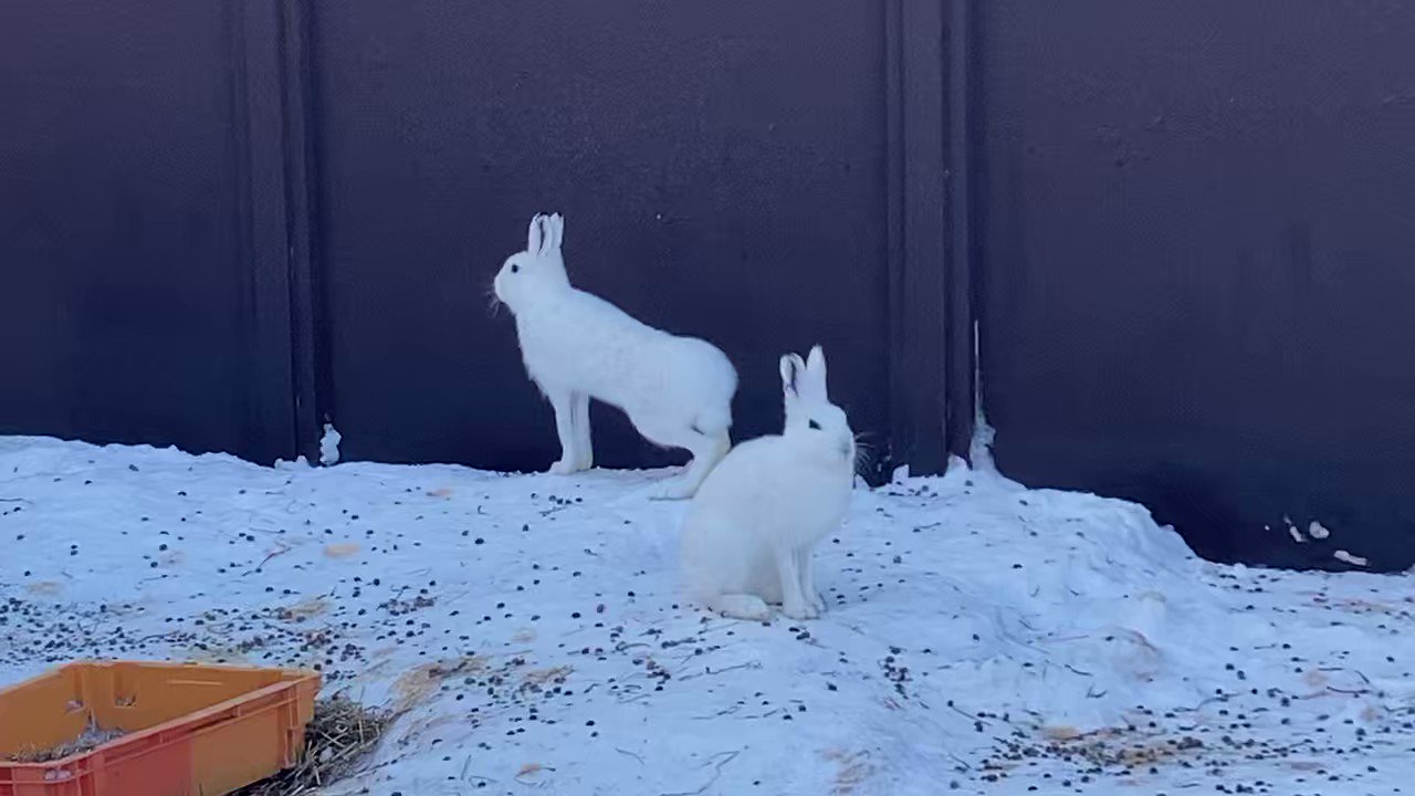 伊藤 あすか (@obane_asuka) / Twitter