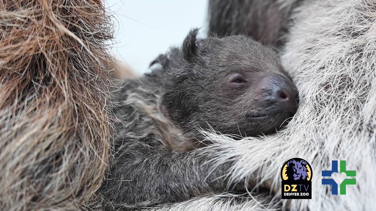 Denver Zoo on Twitter: "BABY SLOTH ALERT! We’re delighted to share that our Linne’s two-toed ...