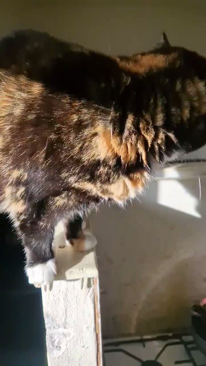 Victor | Edgy The Hedgy on Twitter: "Help, my cat is trying to eat me"