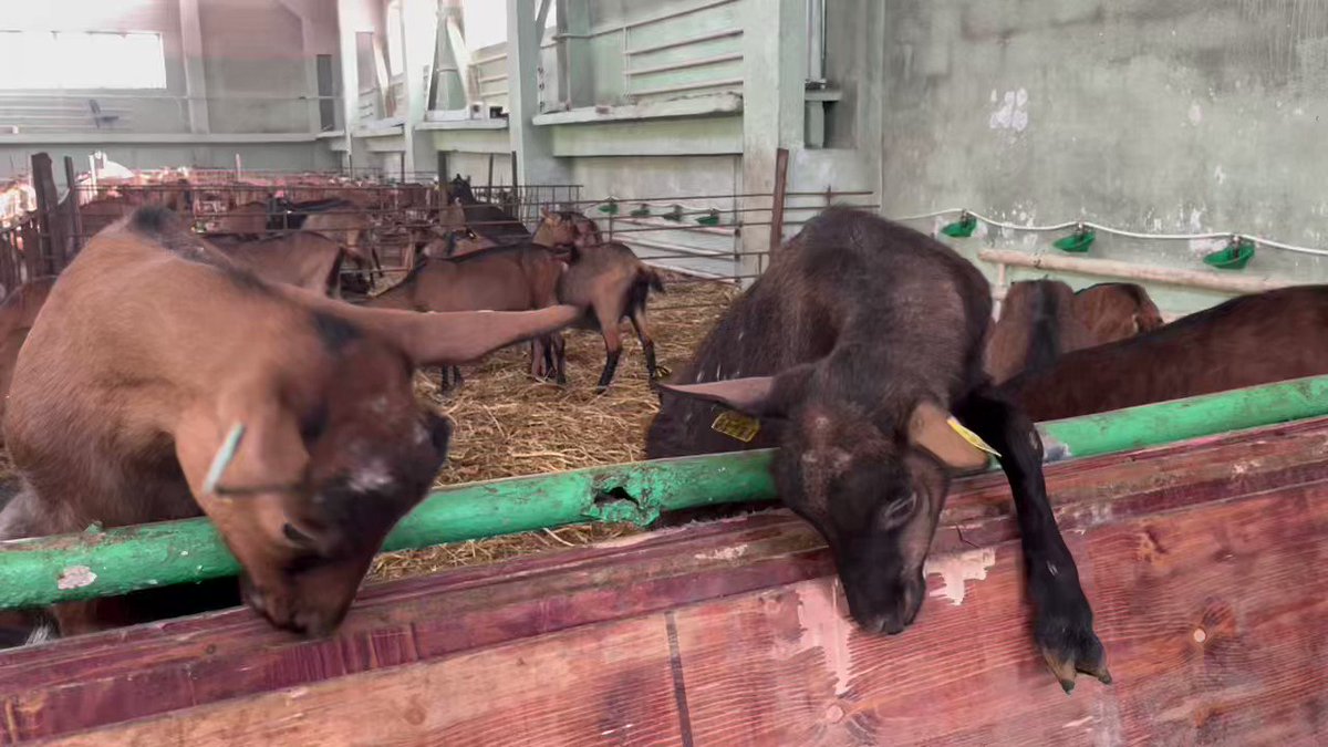 ЮҮХҮҮ On Twitter Rt Sebastiensurun 🐐 Францаас Монголд ирсэн 300 ямааг очиж үзлээ хүнсний