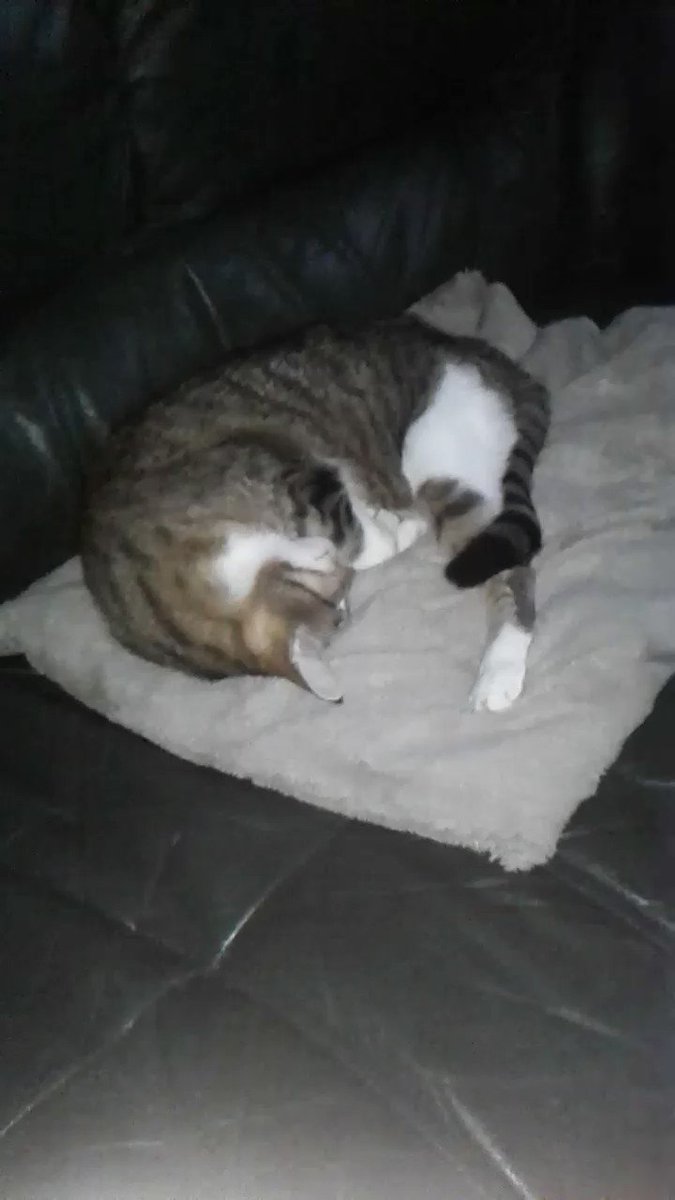 Ninna On Twitter Sound On Cat Is Sleeping So Good To Thisismaneskin 😍🎶