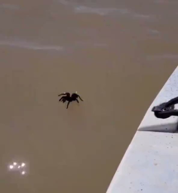 Nature Is Lit On Twitter 🔥 Spiders Can Walk On Water Because Of
