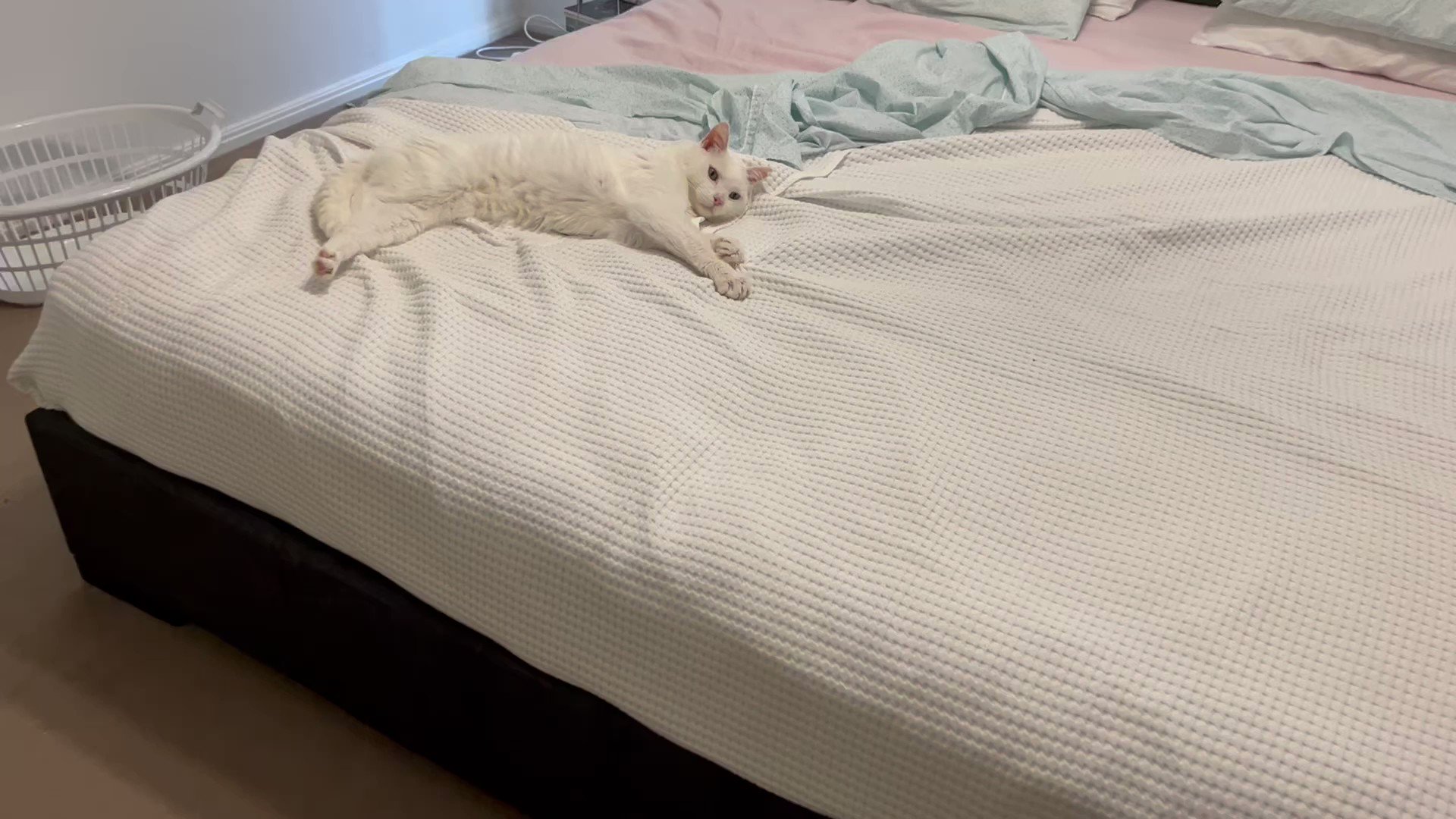 Phil Hazell on Twitter: "For Nairb Fans, he’s still here and not sold. Margot Fans, don’t watch ...