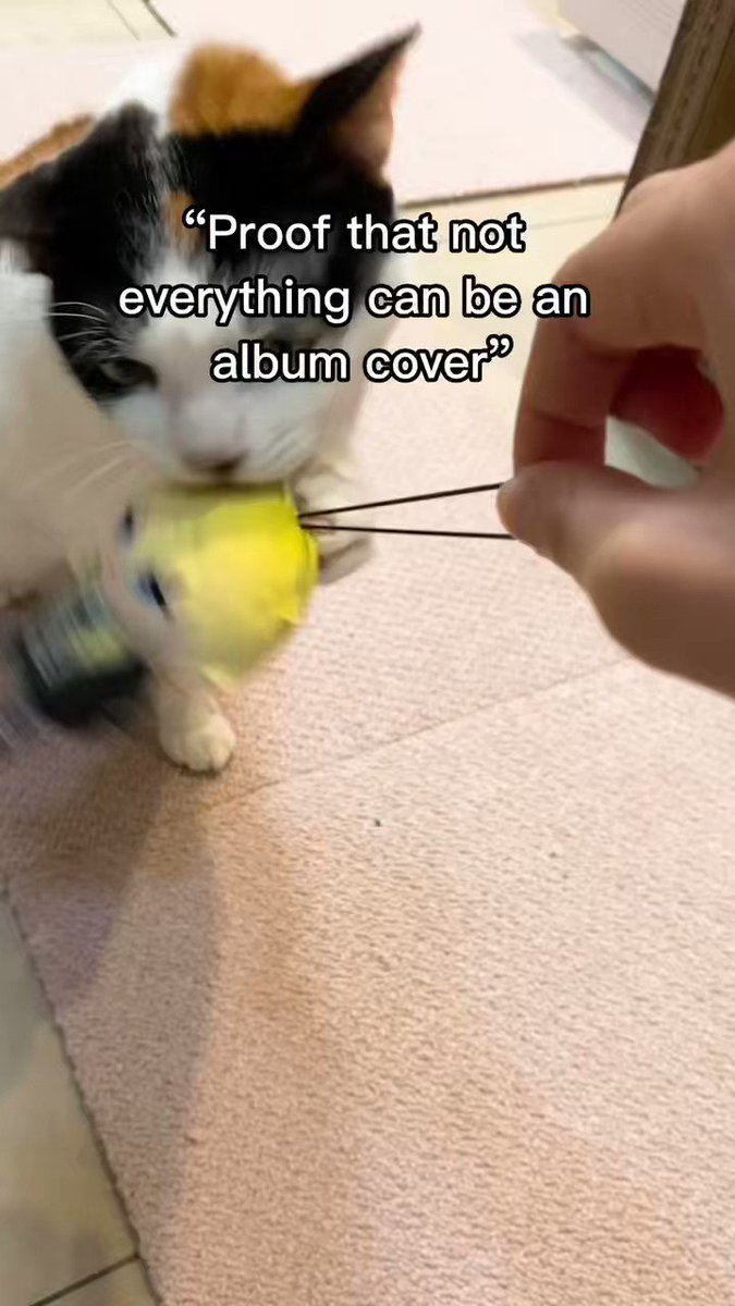 Peanut On Twitter RT asaka993741 Proof That Not Everything Can Be 