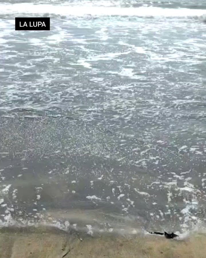Zambito on Twitter: "RT @lalupa_pe: 🚨 ALERTA en el mar peruano #Ica. Pobladores reportan lobos ...