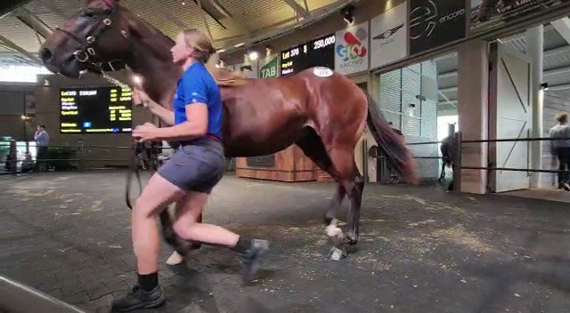ANZ Bloodstock on Twitter: ANZ Bloodstock on Twitter: