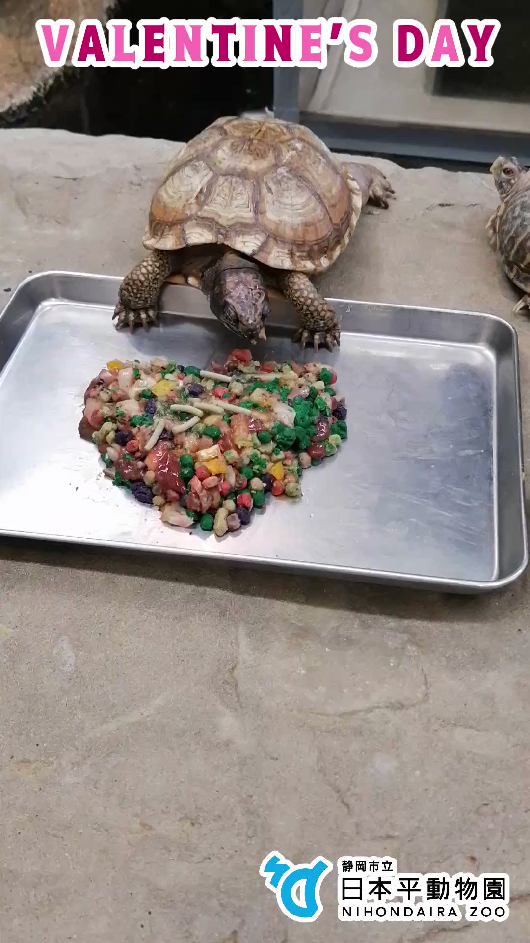 静岡市立日本平動物園 (@nhdzoo) / Twitter