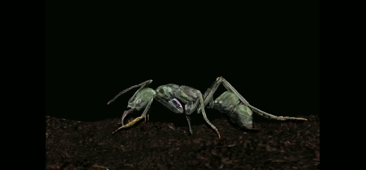 EntomoDaily on Twitter: EntomoDaily on Twitter: