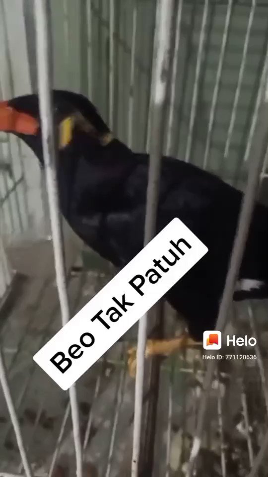 🇮🇩 𝕬𝖓𝖙𝖔𝖓𝖎𝖚𝖘 𝕹𝖚𝖌𝖗𝖔𝖍𝖔 🇮🇩 on Twitter: 🇮🇩 𝕬𝖓𝖙𝖔𝖓𝖎𝖚𝖘 𝕹𝖚𝖌𝖗𝖔𝖍𝖔 🇮🇩 on Twitter: