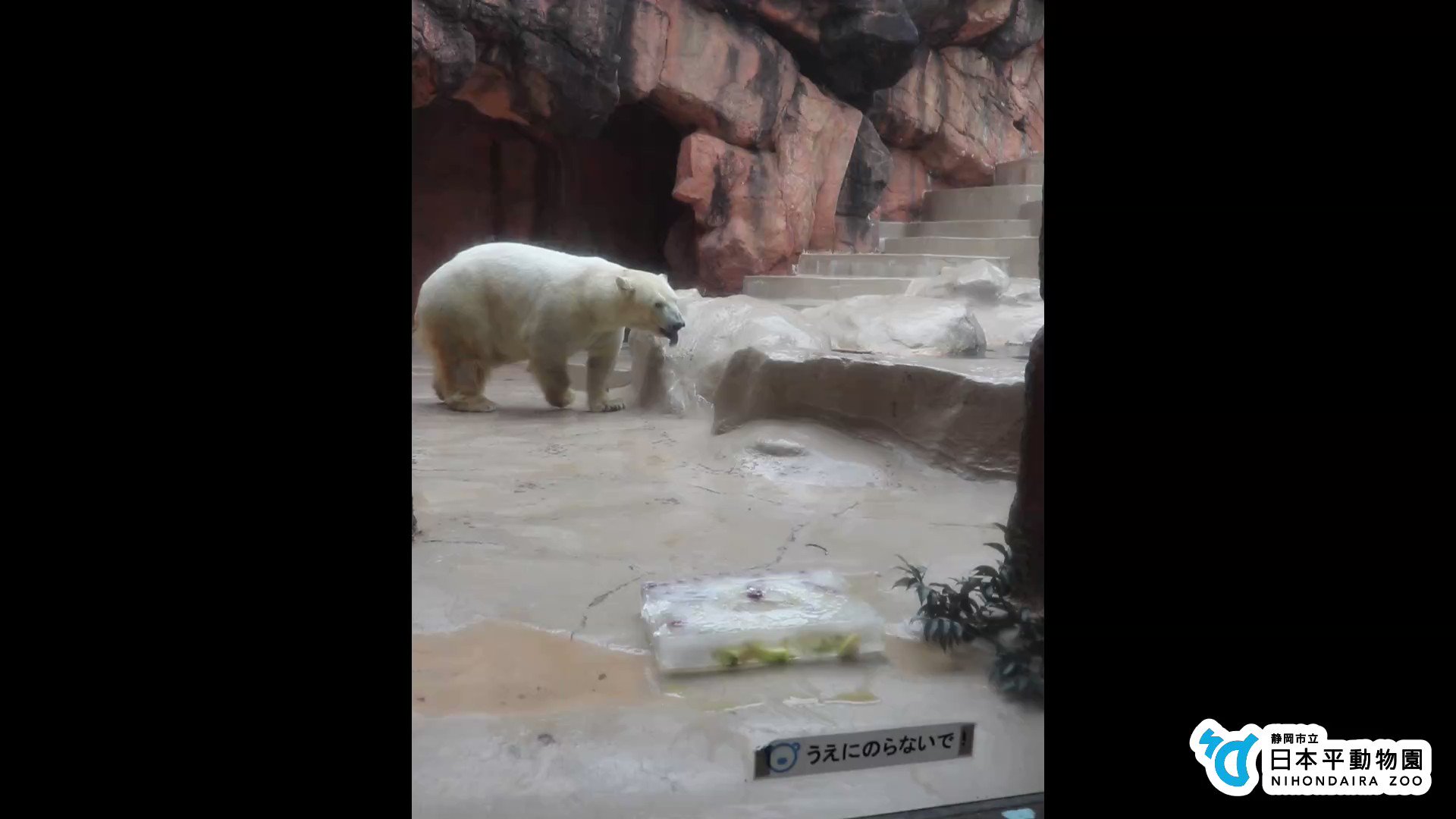 静岡市立日本平動物園 (@nhdzoo) / Twitter