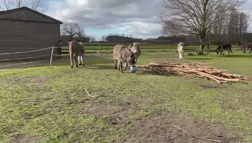 Harm Groenendijk on Twitter: Harm Groenendijk on Twitter: