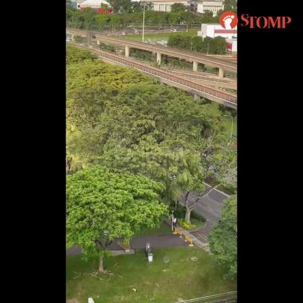 Stomp Singapore on Twitter: "Stomper Anonymous took a video of a large flock of birds over ...