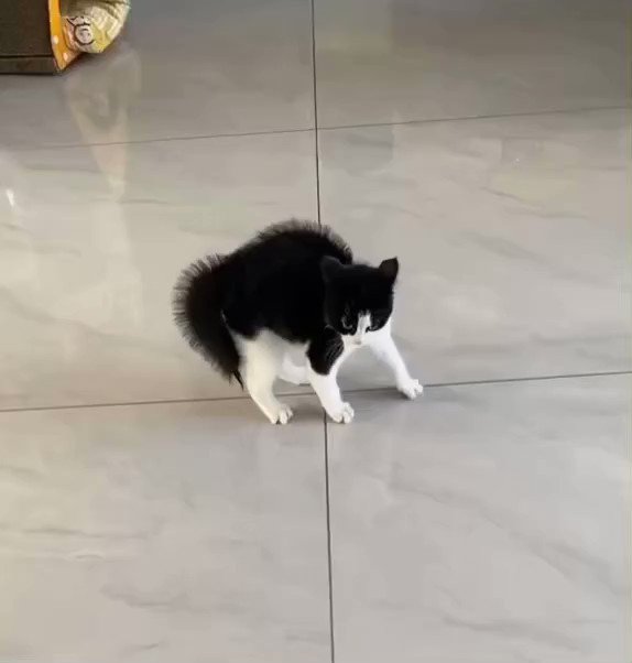 smol silly cat on Twitter: